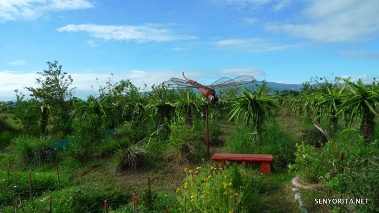 Our Farm Republic in Mangatarem, Pangasinan : Organic Farm Day Trip ...